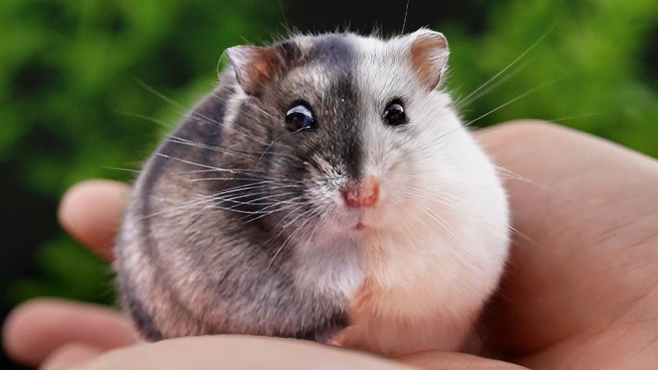 Hamster Winter : Hewan Kecil Menggemaskan Dengan Keunikan Musim Dingin ...
